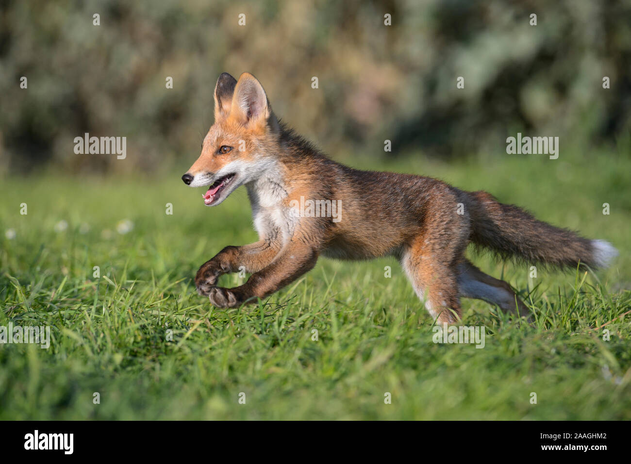 Schlauer fuchs hi-res stock photography and images - Alamy