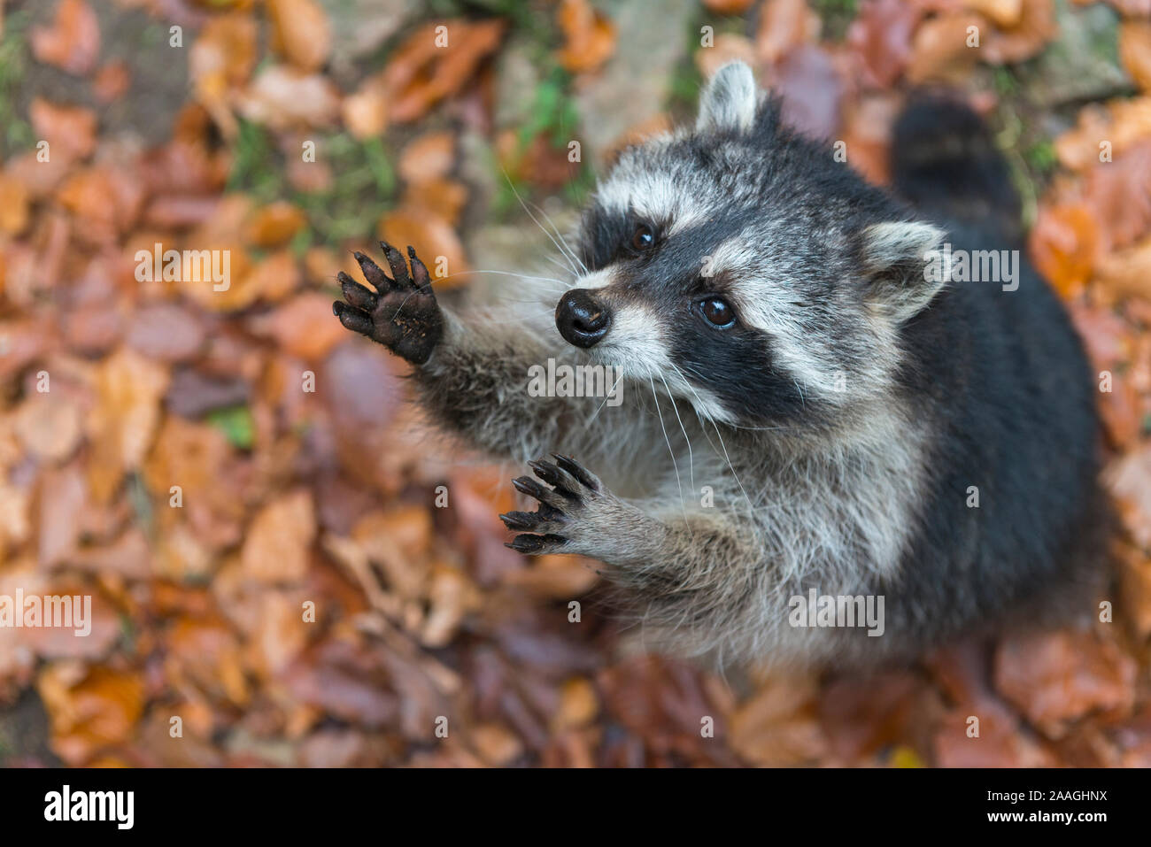 Waschbaer sitzt im Baum, Racoon, Procyon lotor Stock Photo - Alamy