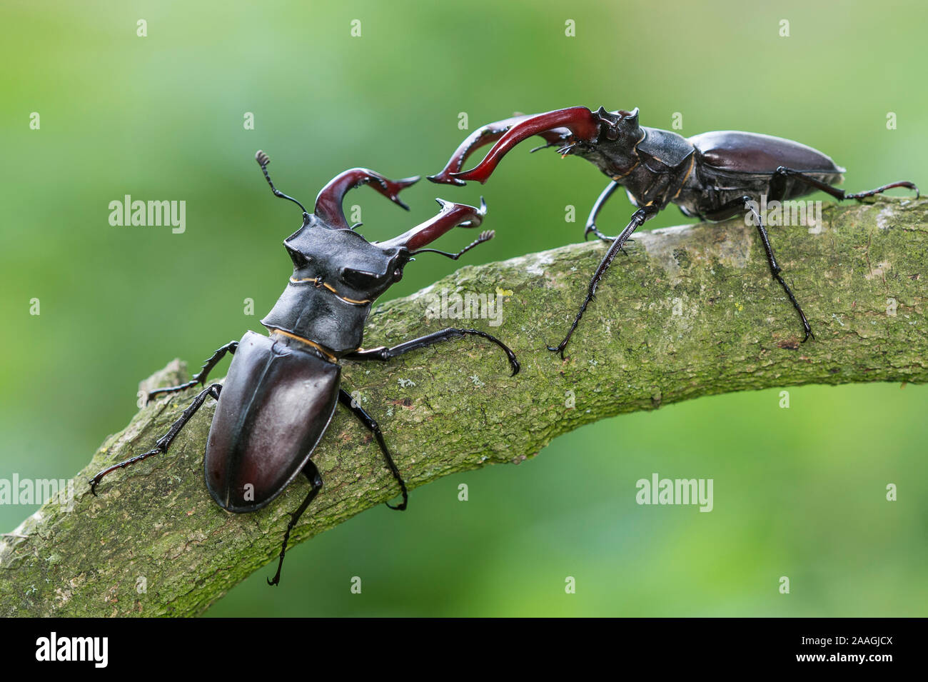 Hirschkäfer, Lucanus cervus Stock Photo - Alamy