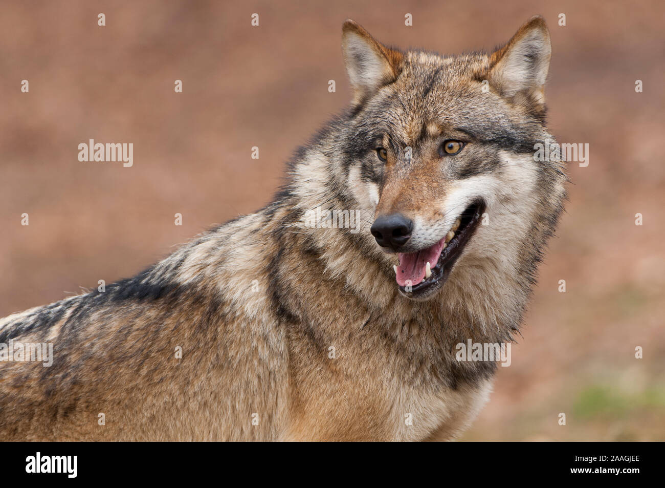 Wolf, Canis lupus Stock Photo - Alamy