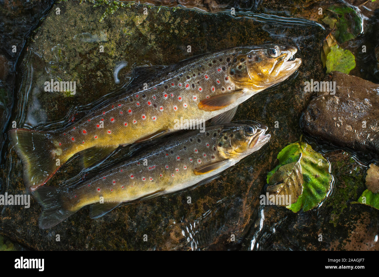 Bachforelle hi-res stock photography and images - Alamy