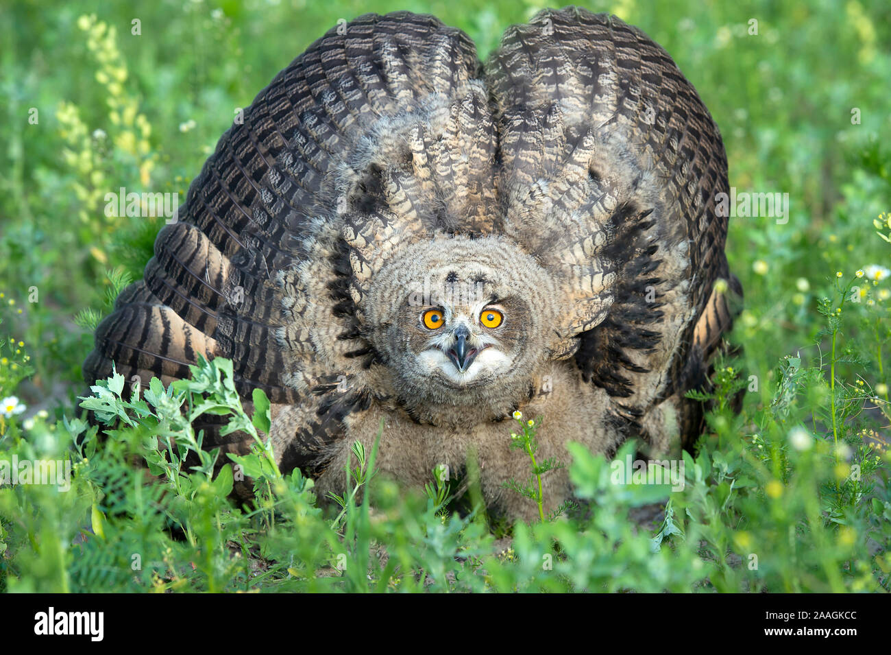 Uhu - Bubo bubo Stock Photo - Alamy