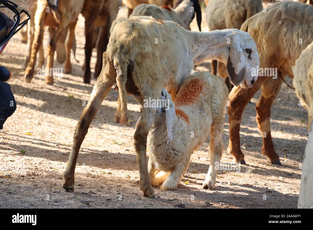 Mother Sheep Feeding Milk to its kid Stock Photo - Alamy