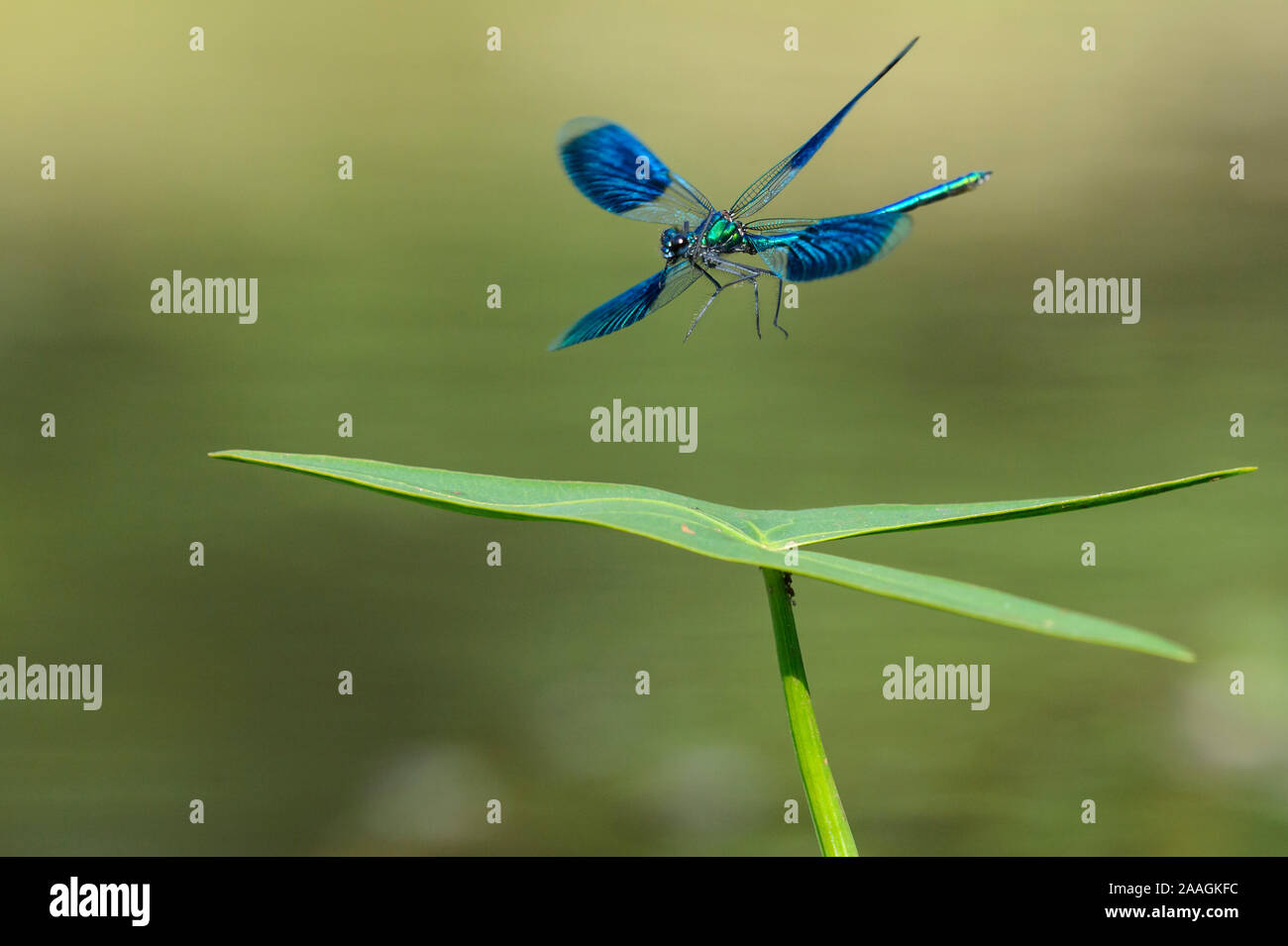 Fliegende tiere hi-res stock photography and images - Alamy