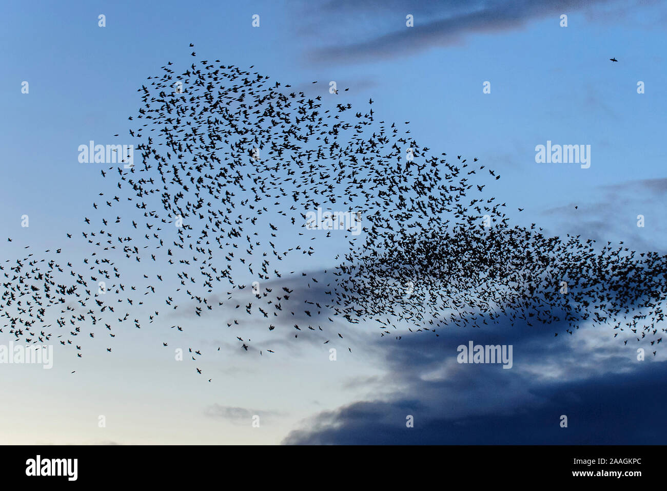Star sturnus vulgaris stare schwarm hi-res stock photography and images ...