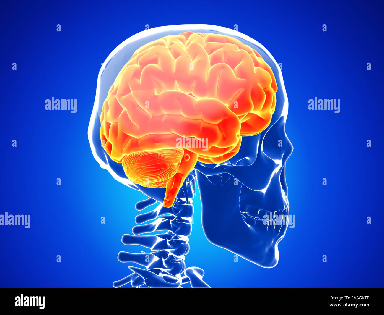 Human brain process hi-res stock photography and images - Alamy