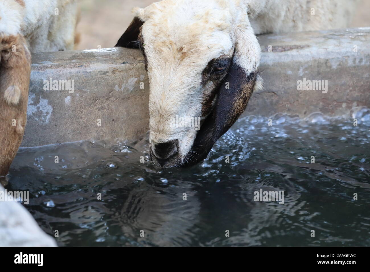 Farm animal drinking water hi-res stock photography and images - Alamy