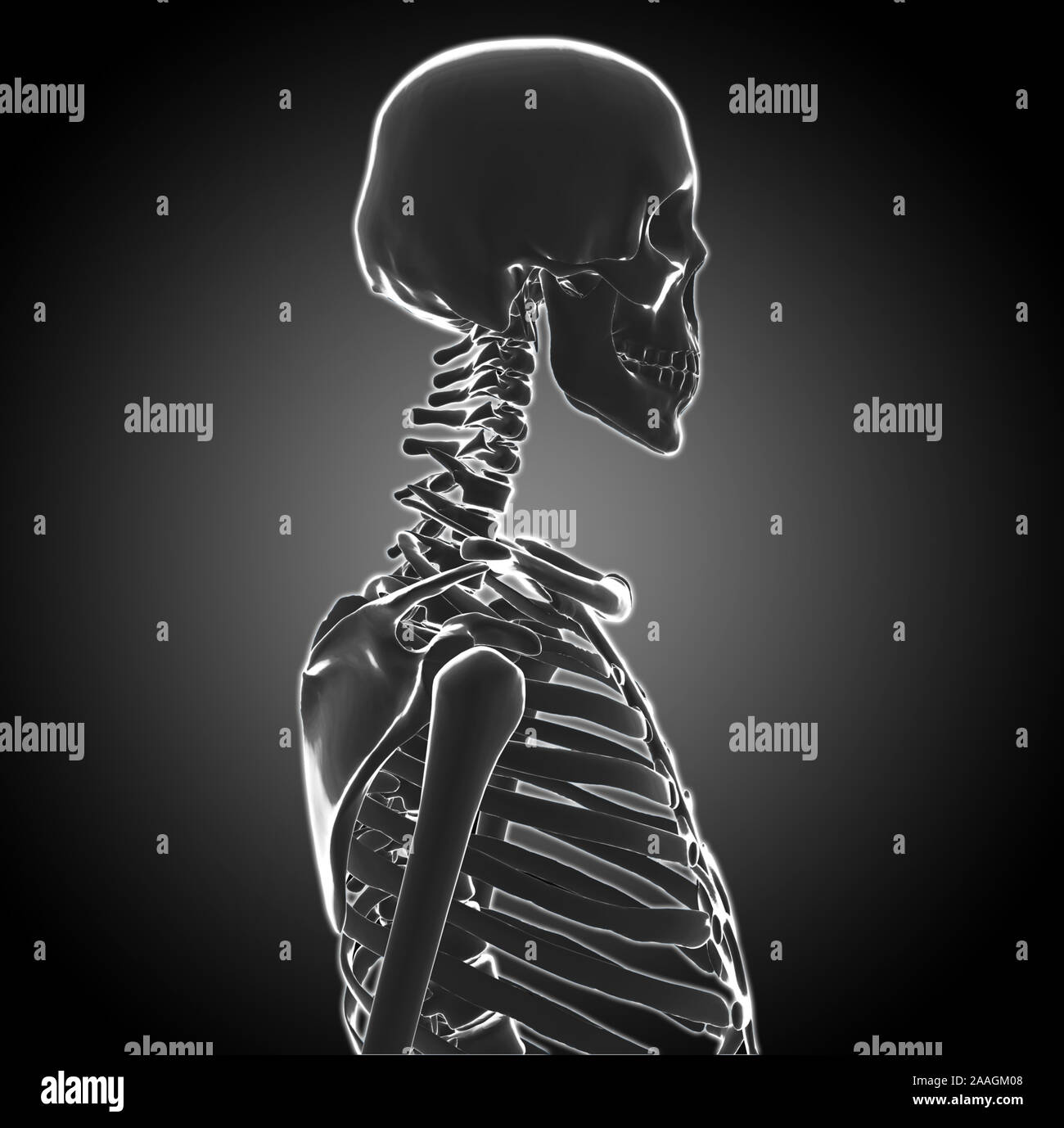 Human skeleton isolated - 3d render Stock Photo - Alamy
