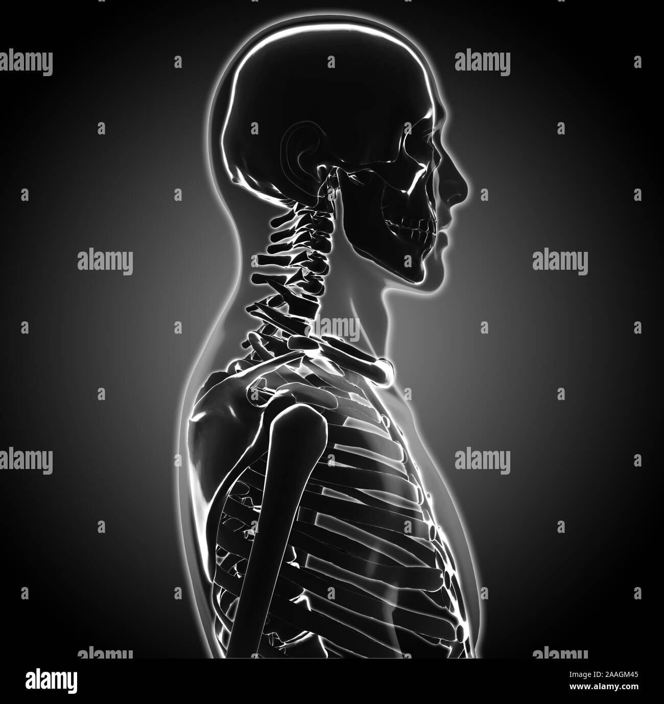 Human skeleton isolated - 3d render Stock Photo - Alamy