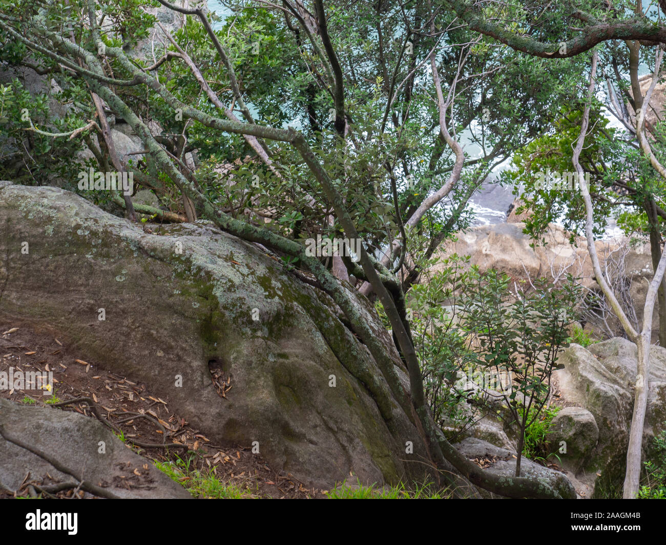 Trees and cliff hi-res stock photography and images - Alamy