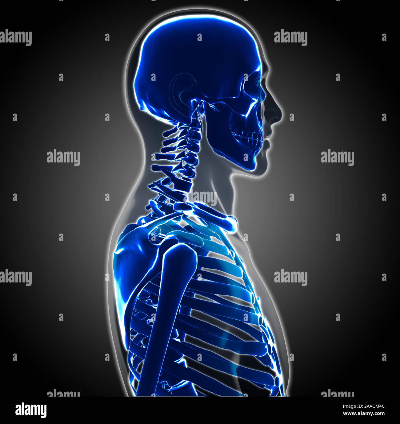 Human skeleton isolated - 3d render Stock Photo - Alamy