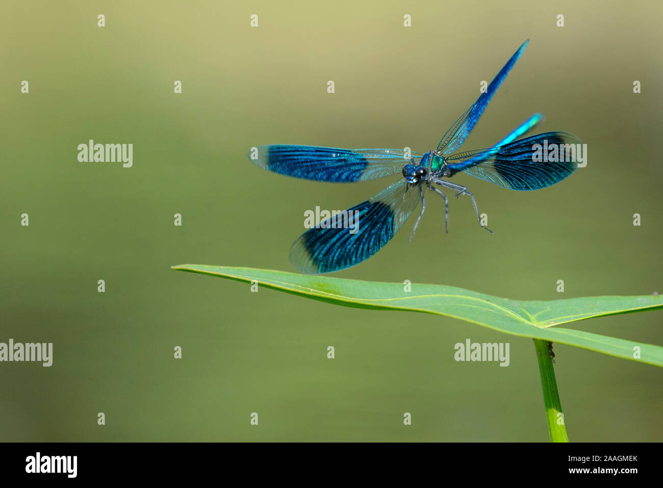 Fliegende insekten hi-res stock photography and images - Alamy