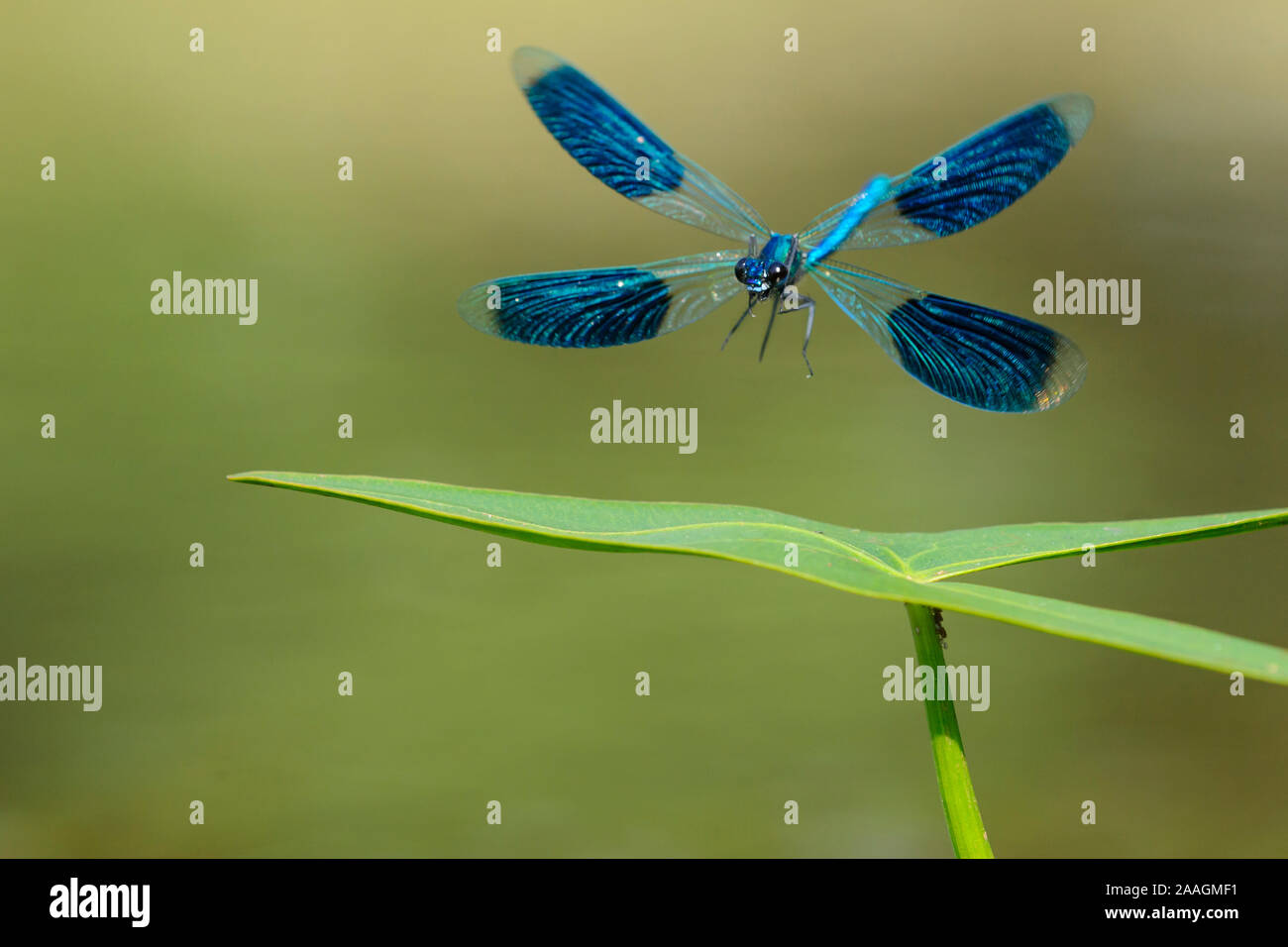 Fliegende insekten hi-res stock photography and images - Alamy