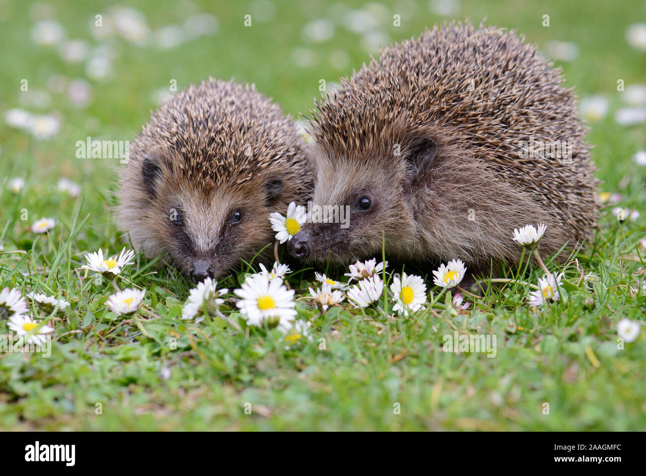 Zwei Igel in Blumenwiese, (Erinaceidae Stock Photo - Alamy