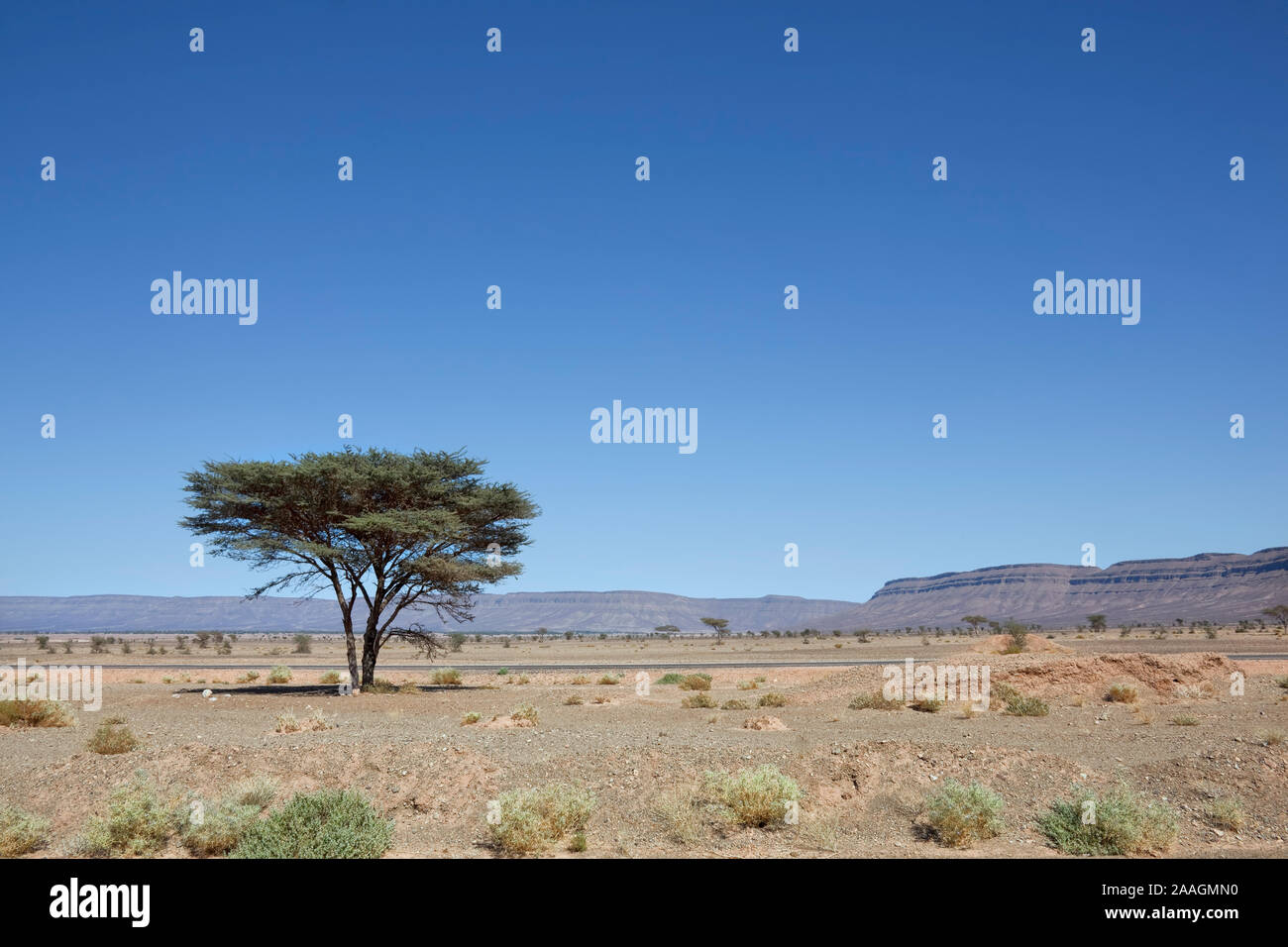 Desert landscape with Acacia tree and mountains near Tagounite, Sahara ...