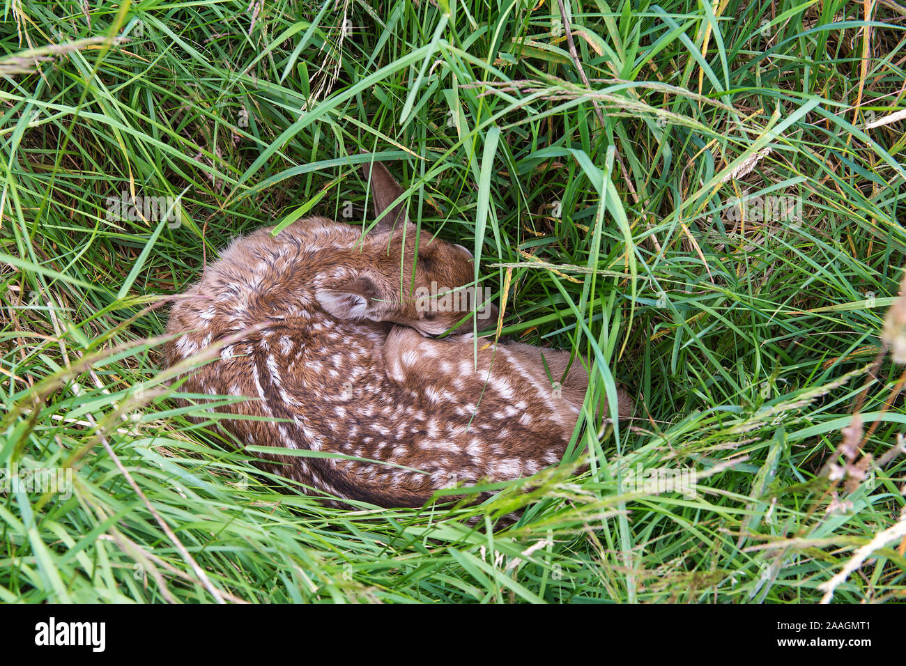 Versteckt hi-res stock photography and images - Alamy