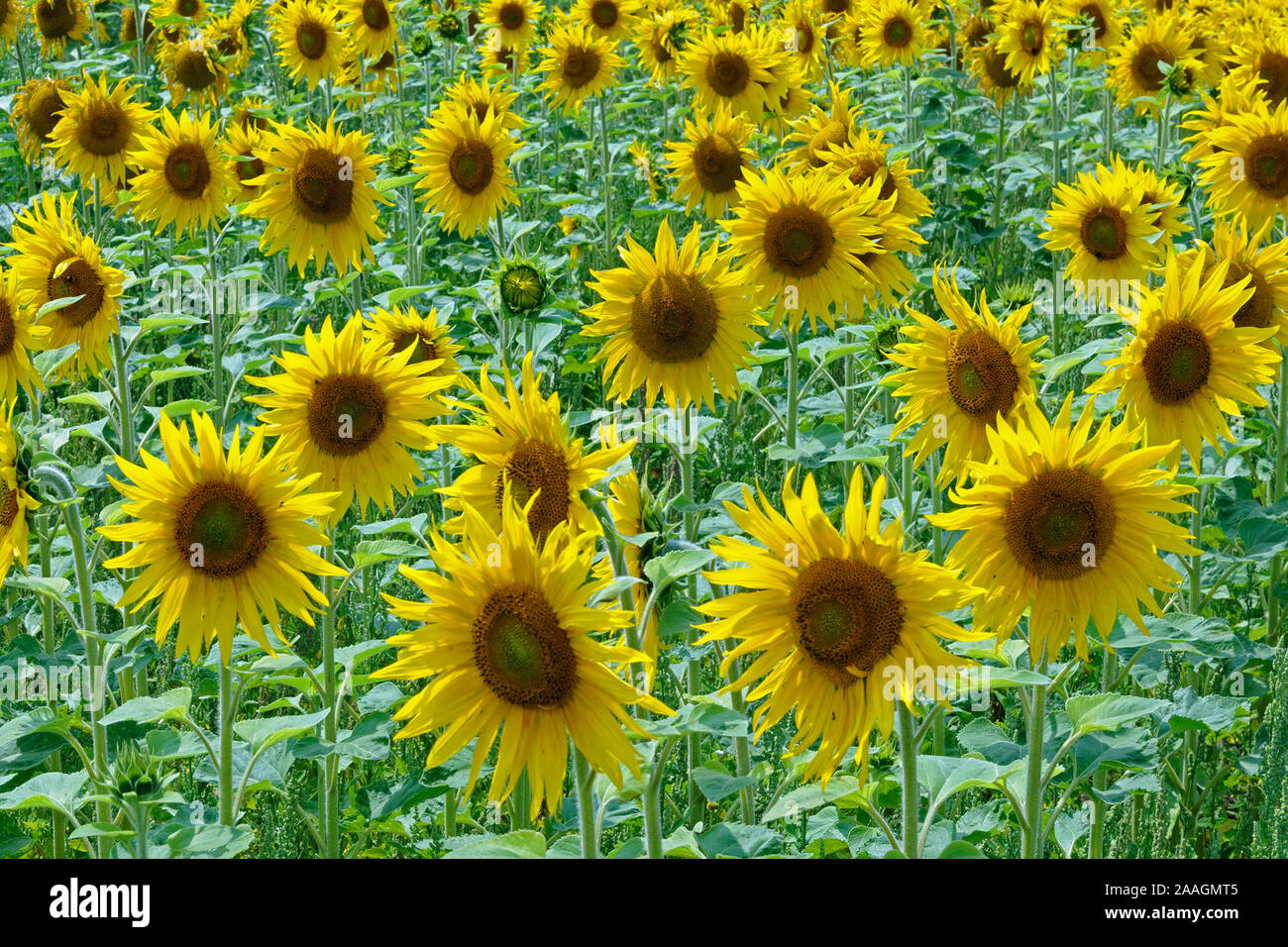 Sonnenblumen feld blumen hi-res stock photography and images - Alamy