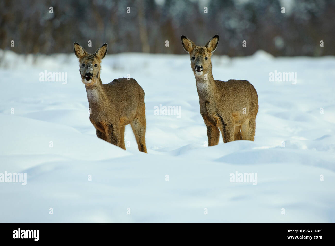 Rehe hi-res stock photography and images - Alamy
