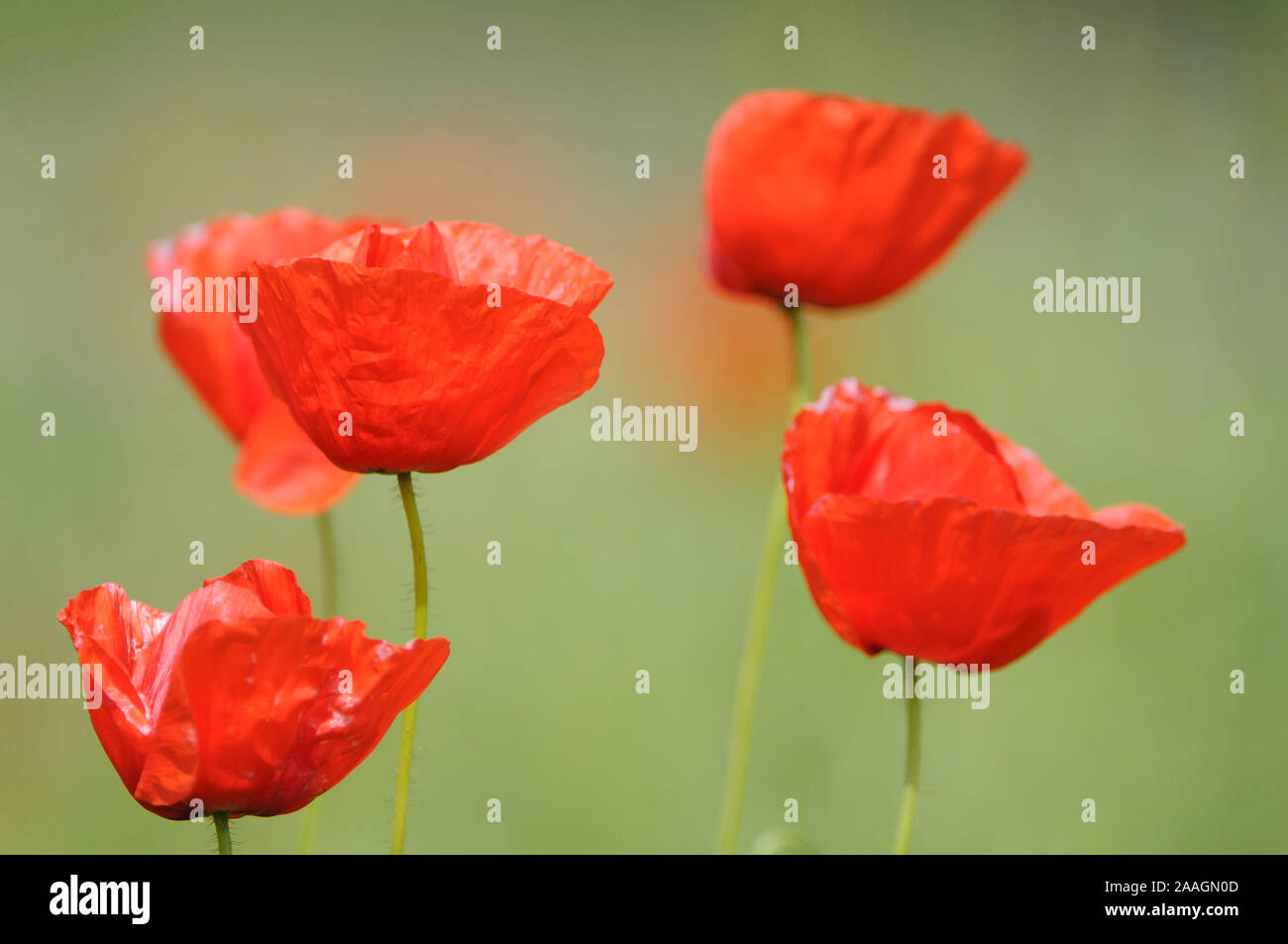 Klatschmohn, Roter Mohn Stock Photo - Alamy