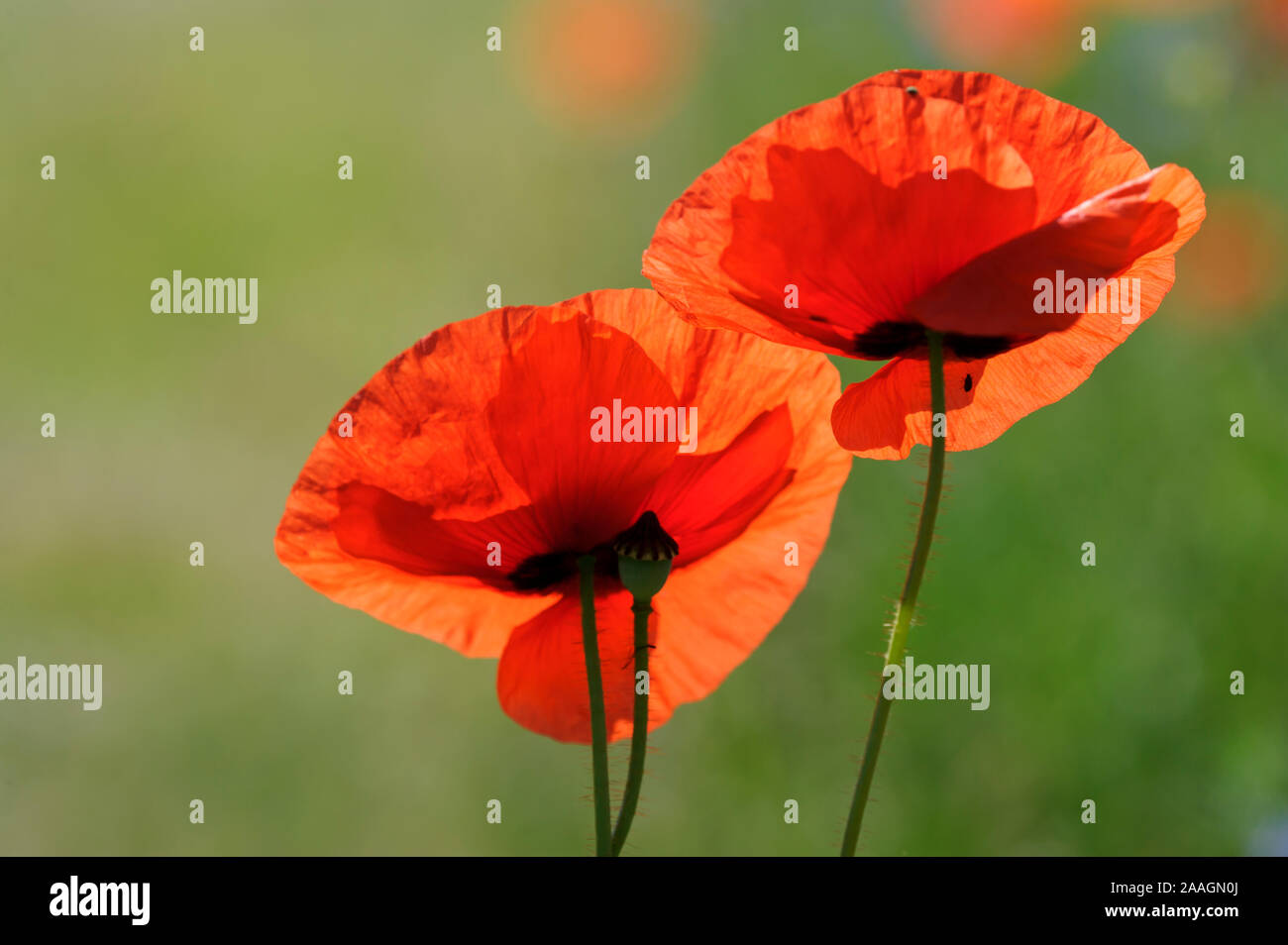 Klatschmohn, Roter Mohn Stock Photo - Alamy