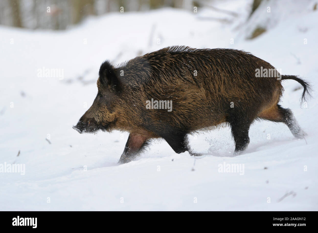 Wildschwein im Schnee, Winter Stock Photo - Alamy