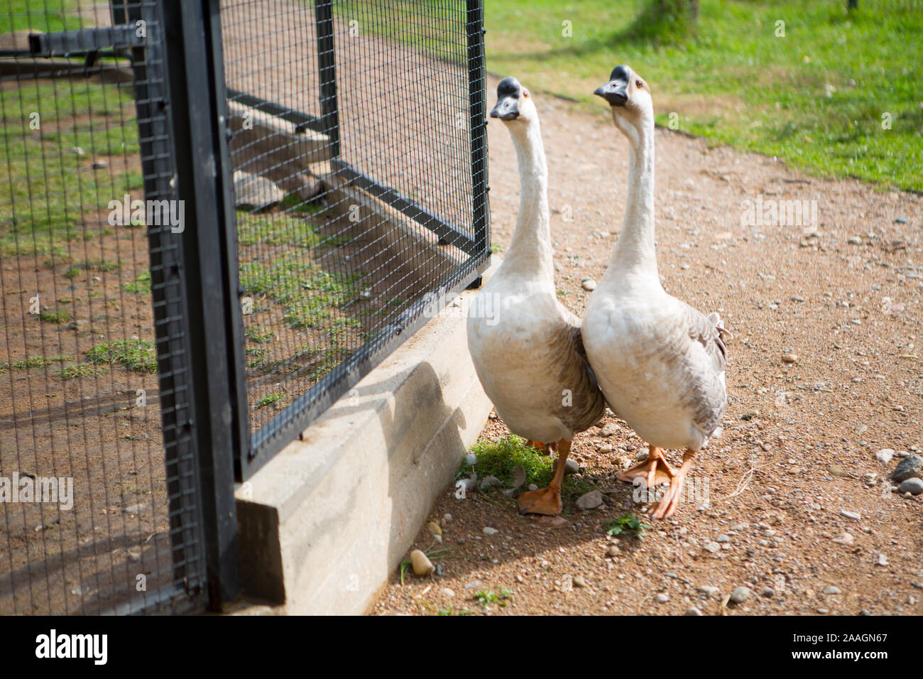 White Geese at the Zoo Stock Photo - Alamy