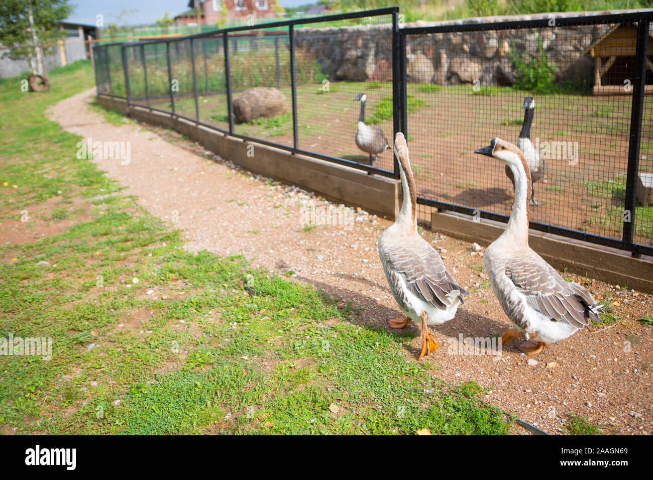 White Geese at the Zoo Stock Photo - Alamy