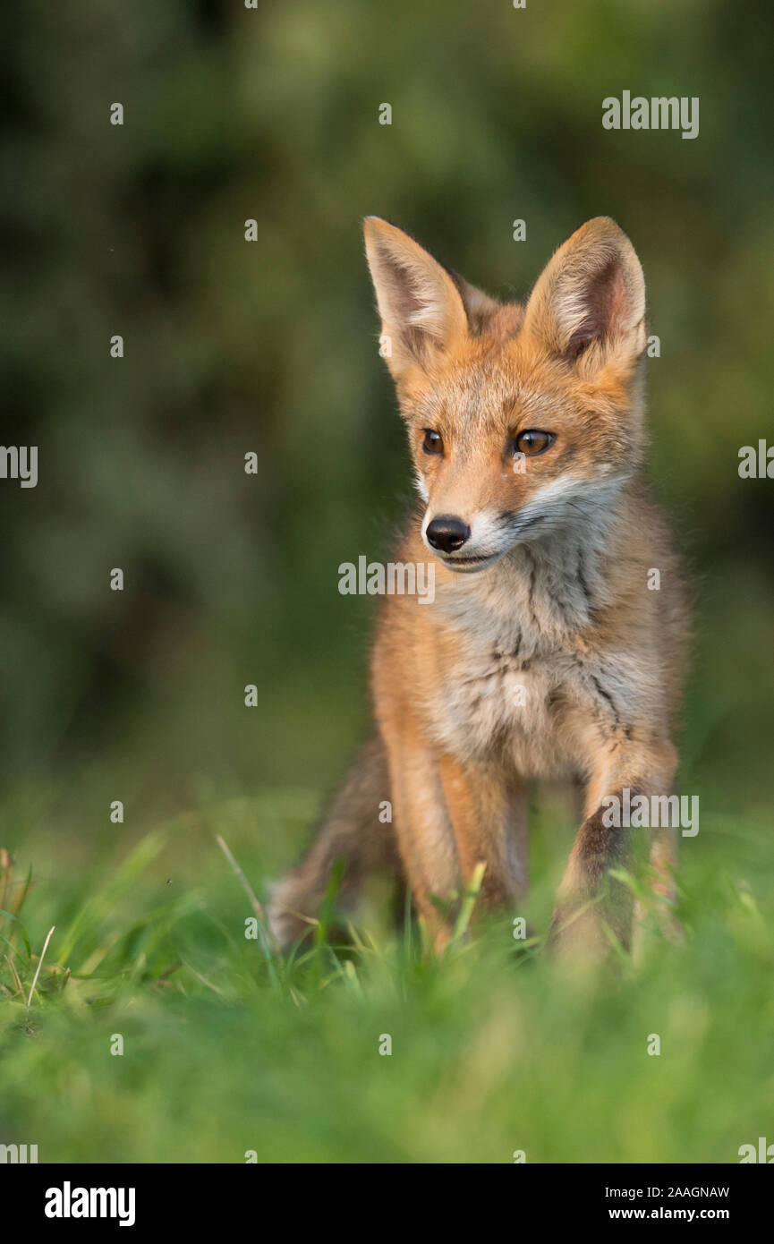 Junger fuchs hi-res stock photography and images - Alamy
