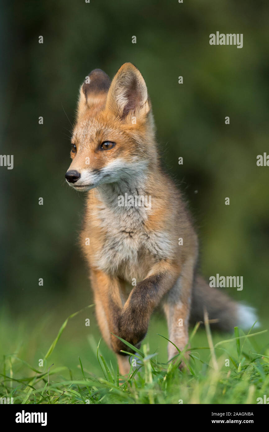 Schlauer Fuchs High Resolution Stock Photography and Images - Alamy