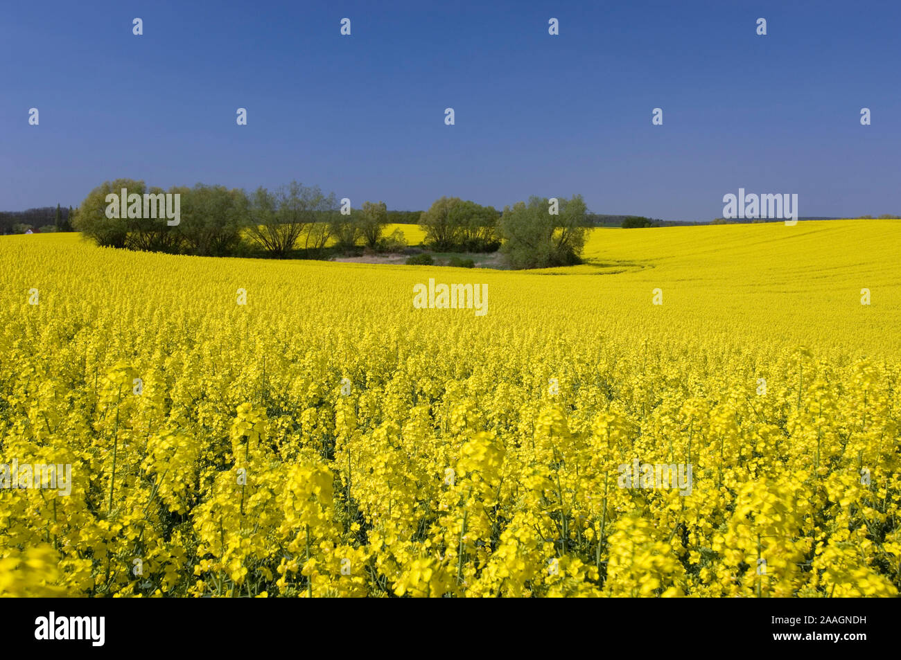 Bluehendes Rapsfeld High Resolution Stock Photography and Images - Alamy