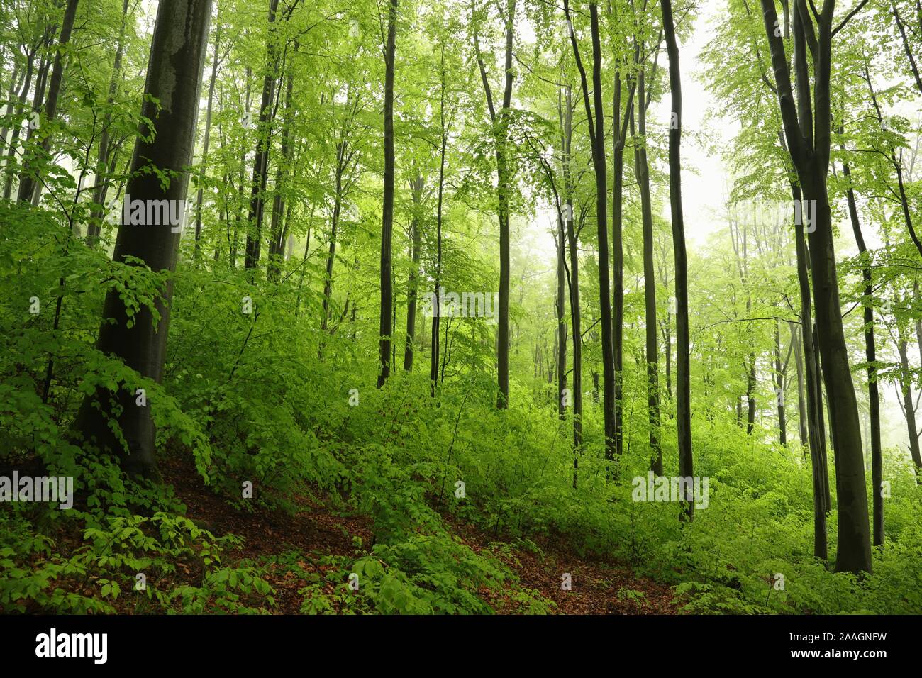 Spring deciduous forest on a misty, rainy weather Stock Photo - Alamy