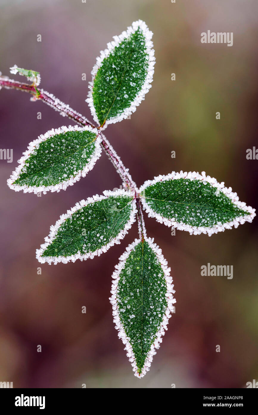 Nahaufnahme blatt detail hi-res stock photography and images - Alamy