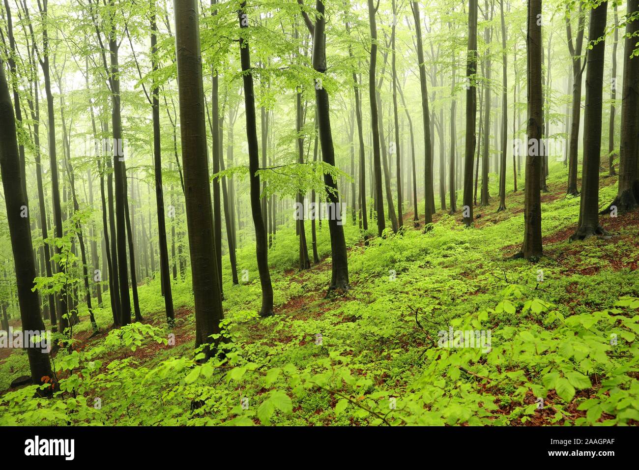 Deciduous spring hi-res stock photography and images - Alamy