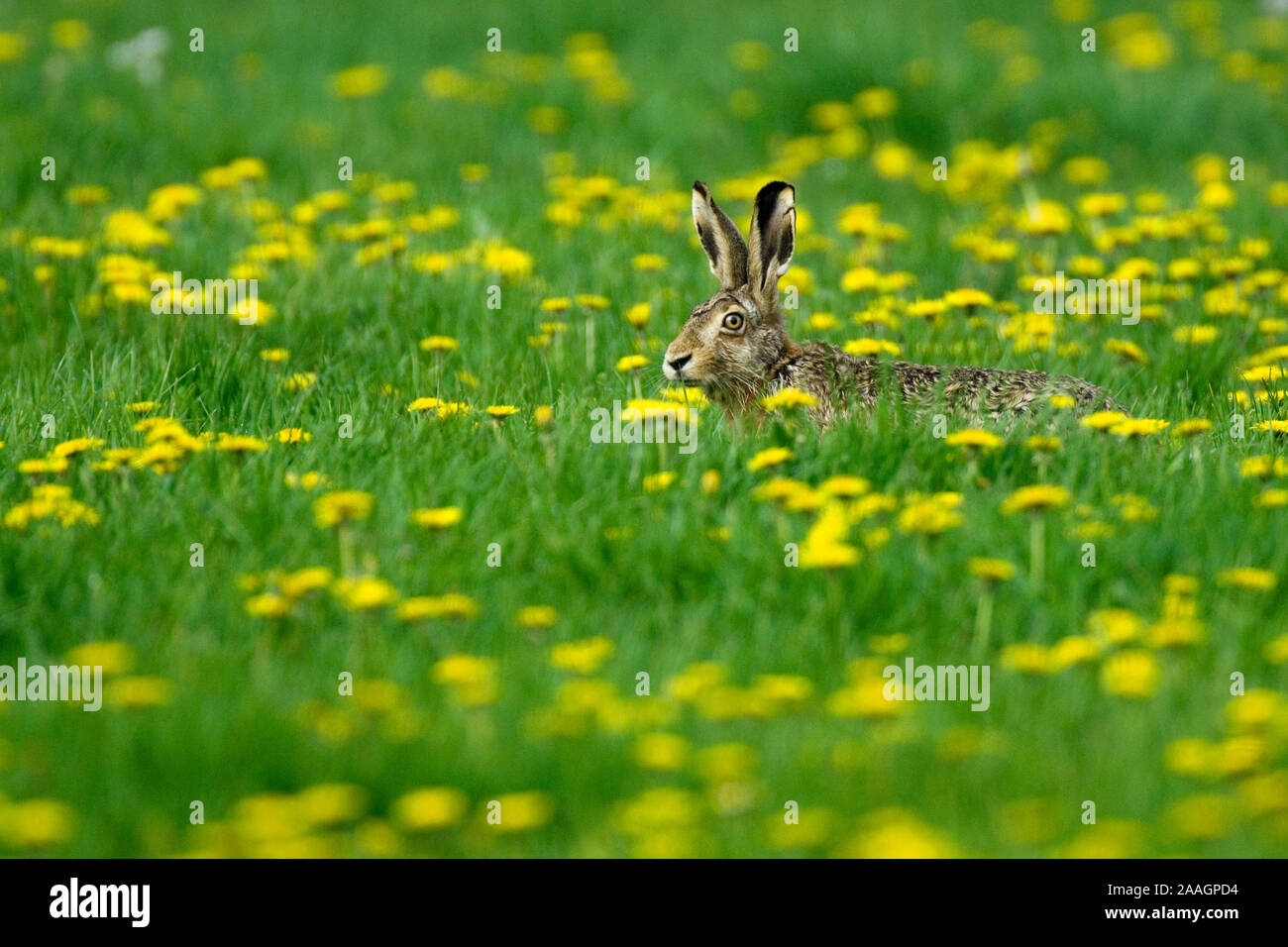 Hase (Lepus europaeus) in einer Loewenzahnwiese Stock Photo - Alamy
