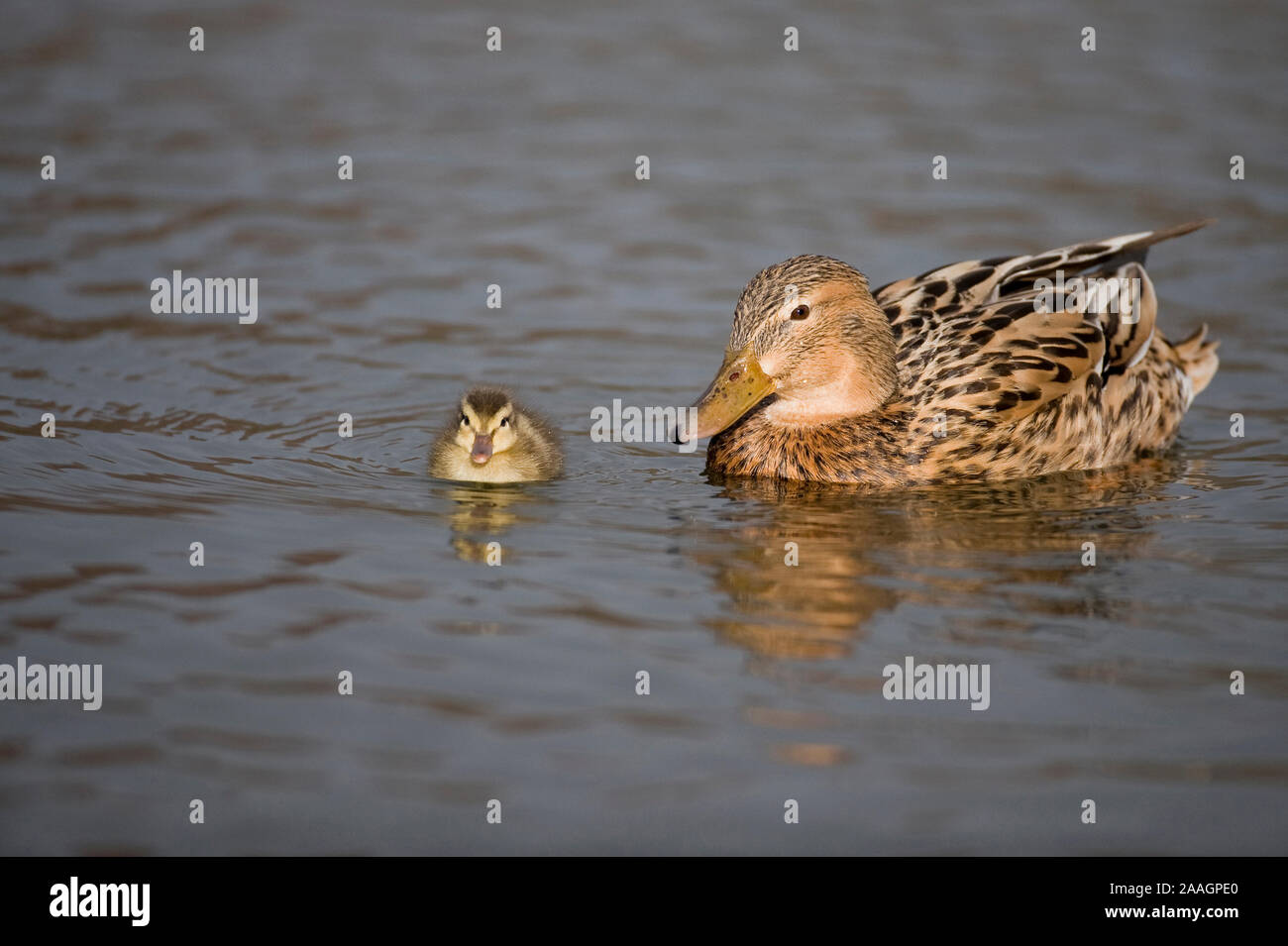 Weibliche Ente High Resolution Stock Photography and Images - Alamy