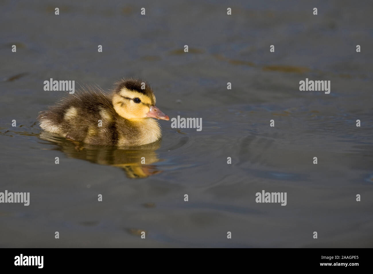 Weibliche Ente High Resolution Stock Photography and Images - Alamy