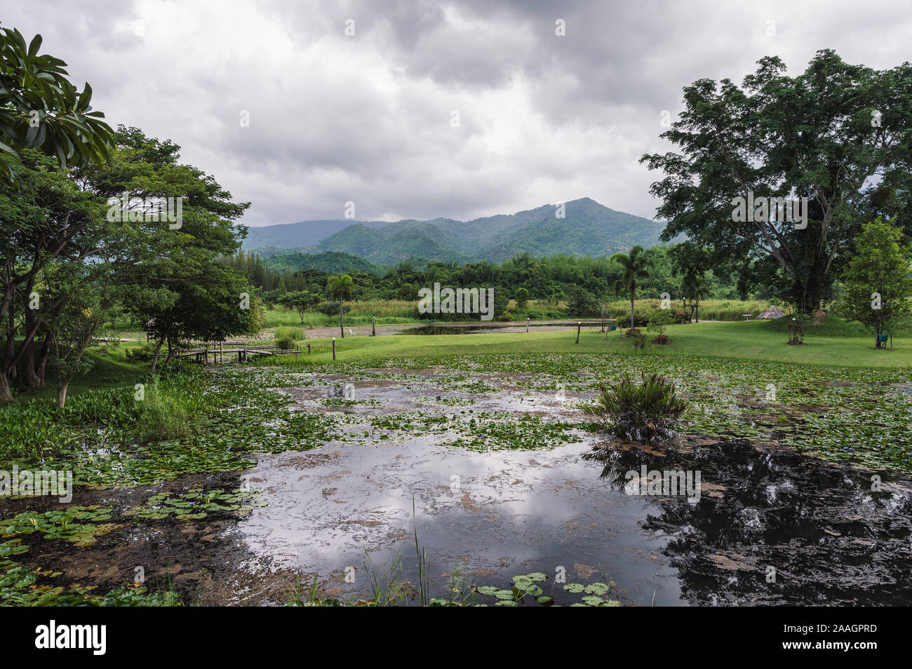 Green field with garden and water lily on swamp in tropical rainforest ...