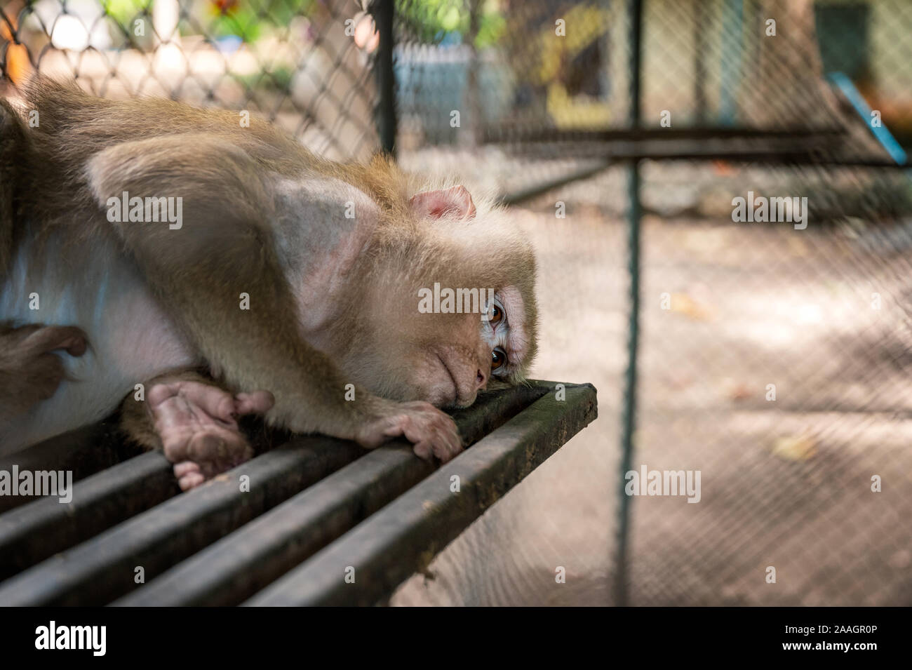 Pigtail macaque monkey hi-res stock photography and images - Alamy