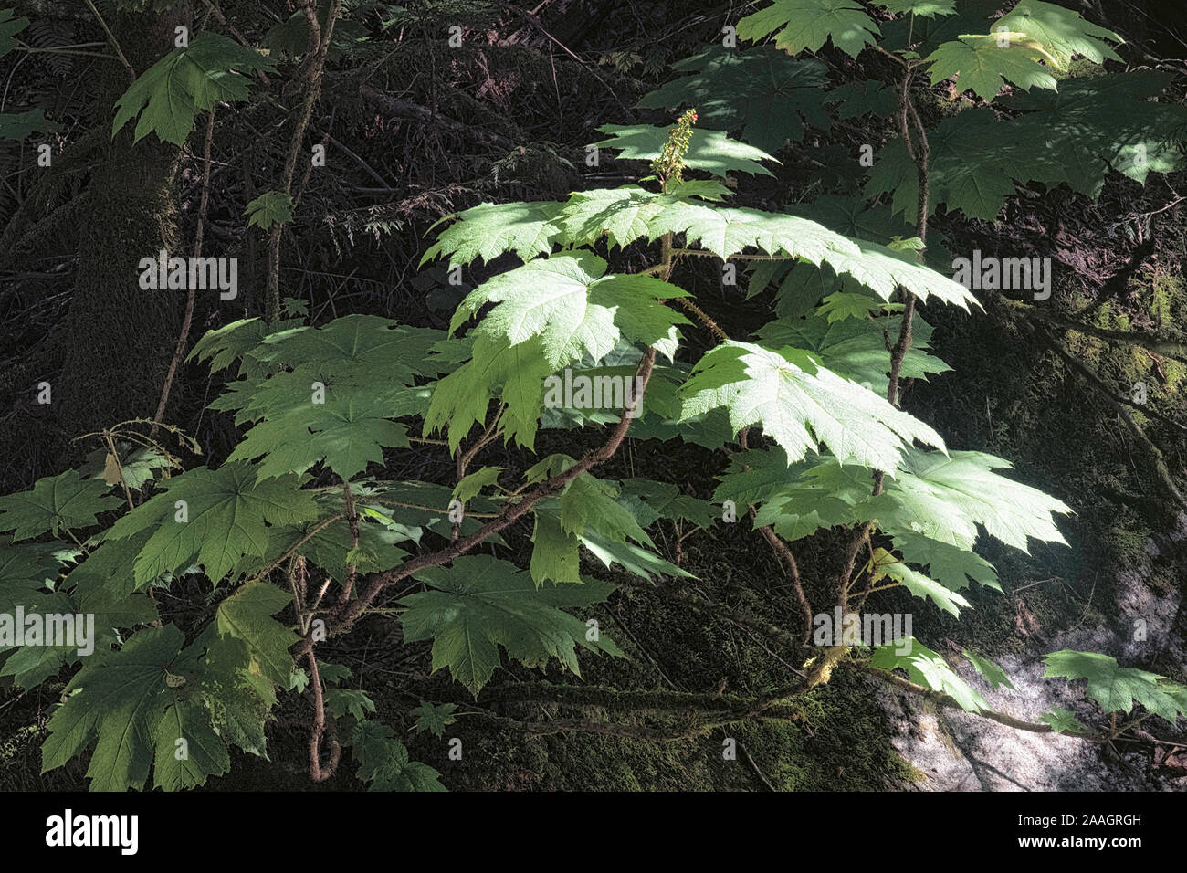 British tree leaves hi-res stock photography and images - Alamy