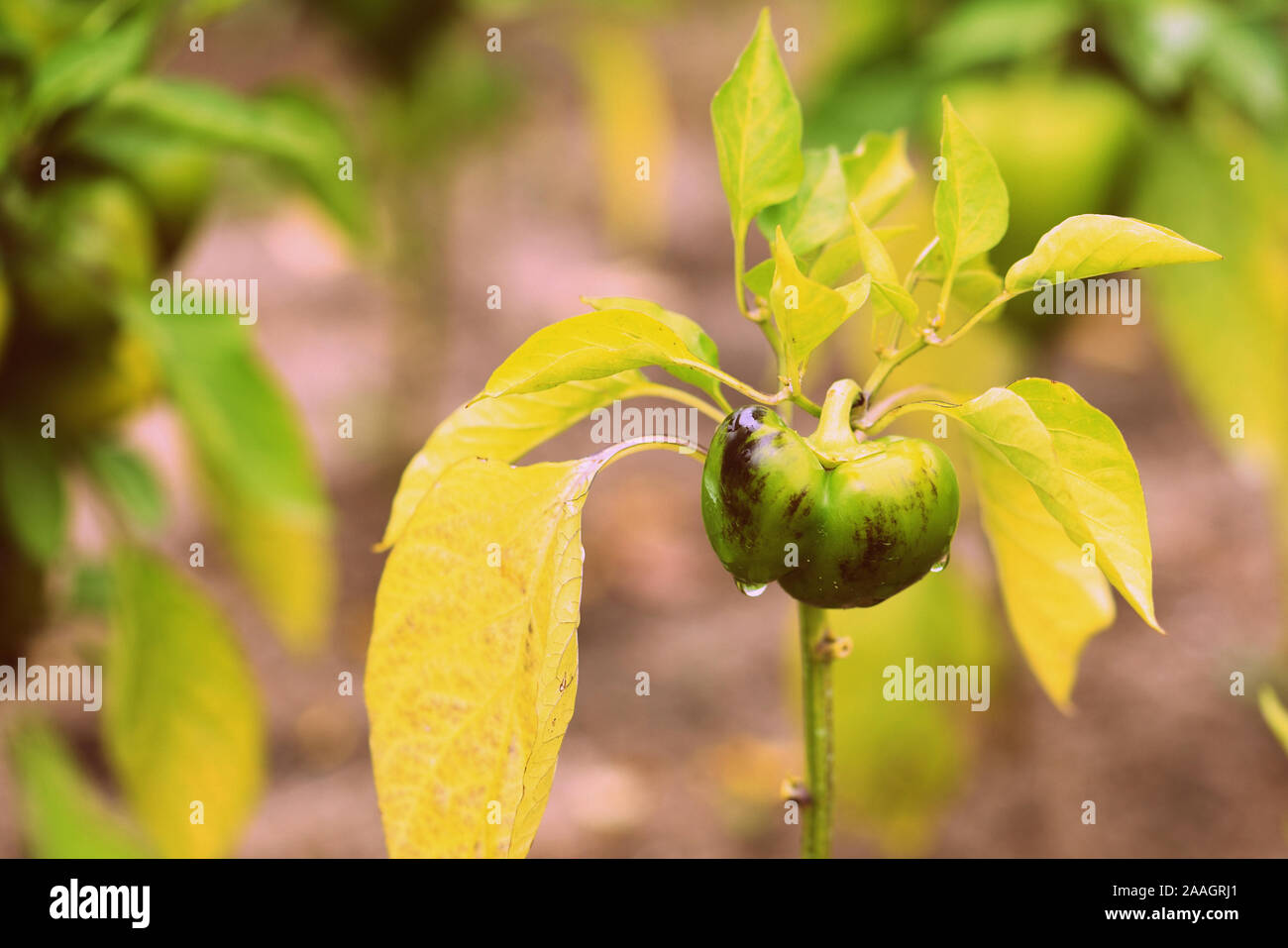 Green bell pepper growing in hi-res stock photography and images - Alamy