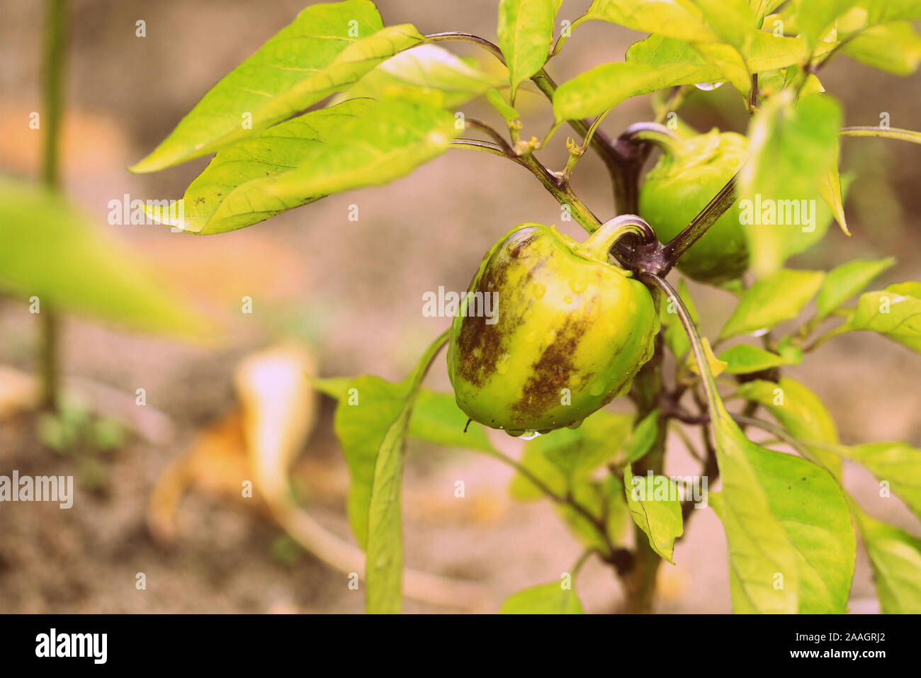 Green garden with pepper hi-res stock photography and images - Alamy