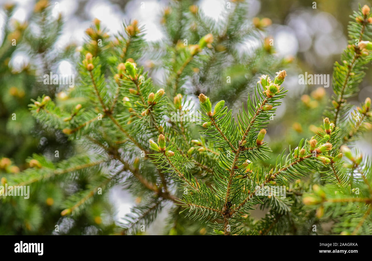 fur tree cones. young pine tree cone. coniferous trees natural ...