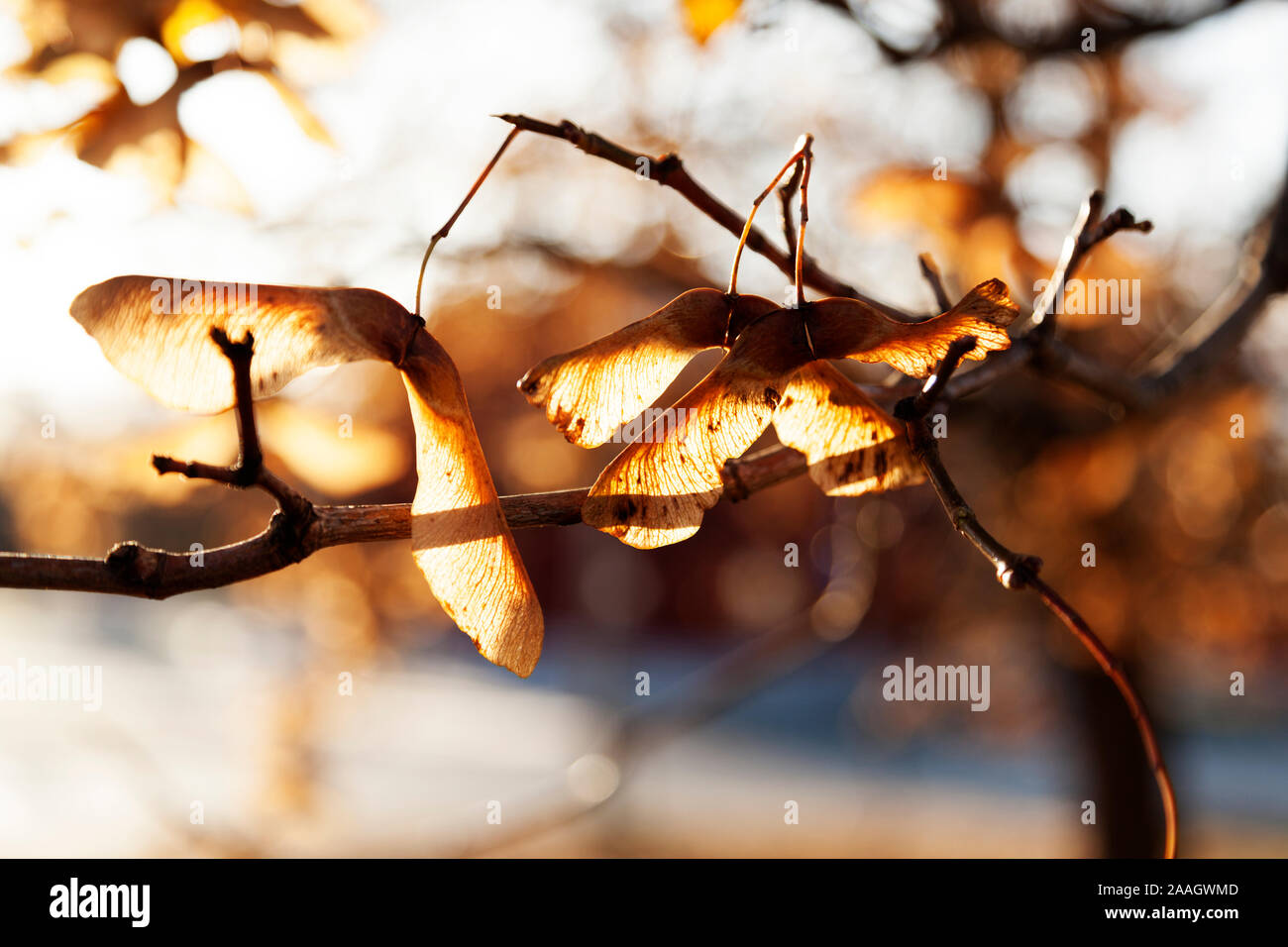 withered maple noses in backlight in late autumn in Umea Stock Photo ...