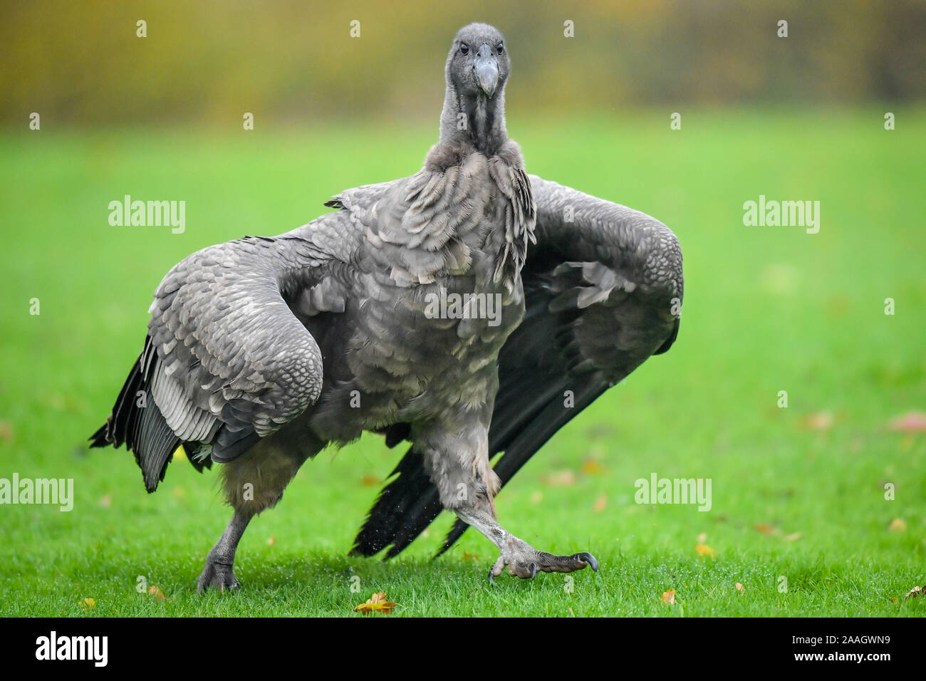 A juvenile Andean Condor lands during a training flight at the ...