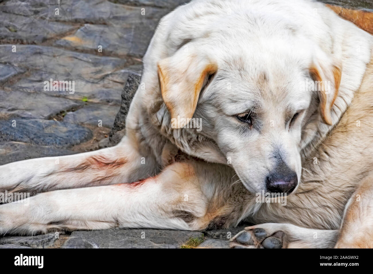 Why Are Dogs Cute To Humans