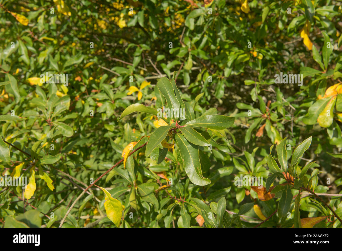 Autumn Foliage of the Evergreen Sand laurel Oak, Laurel Leaf Oak ...