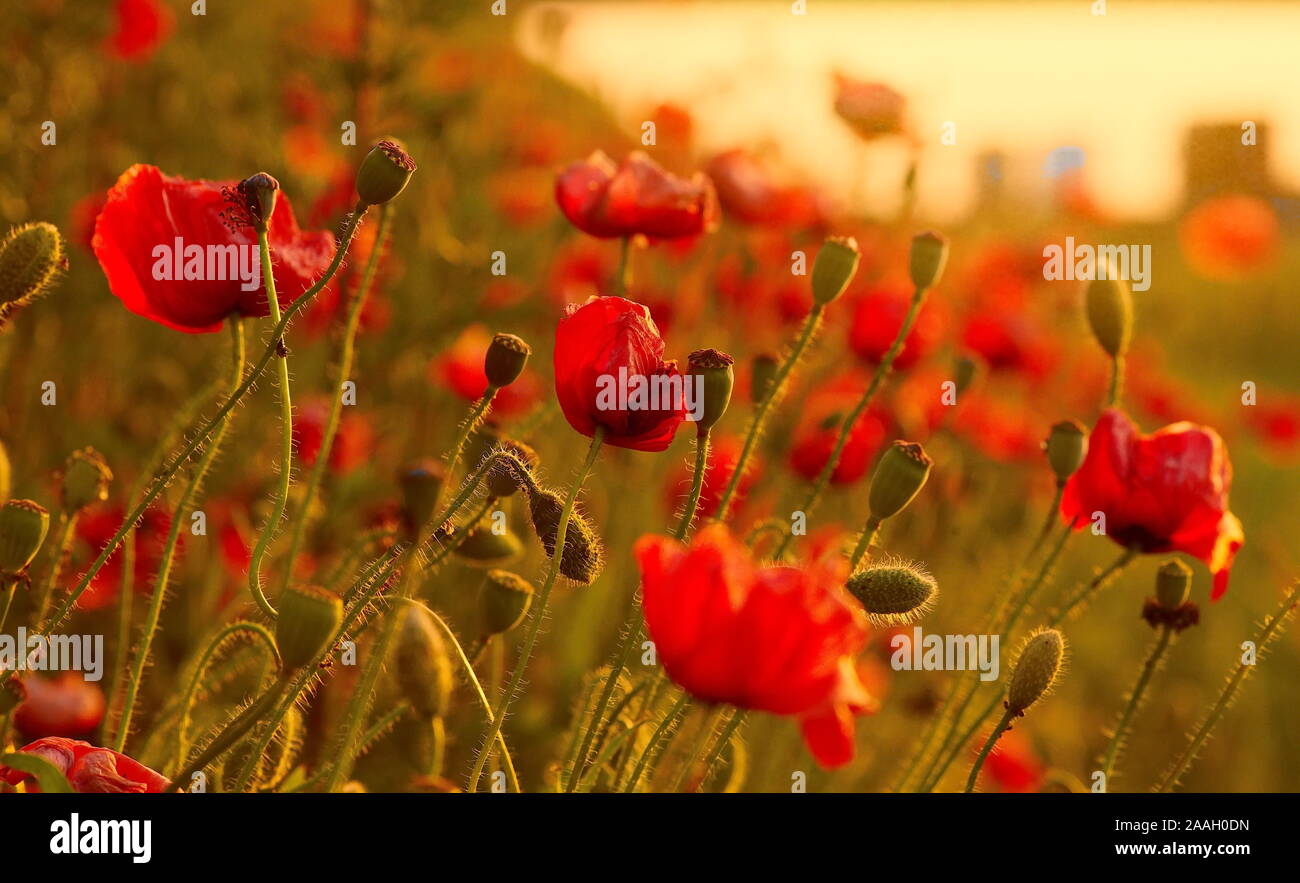 Peace Poppies High Resolution Stock Photography and Images - Alamy
