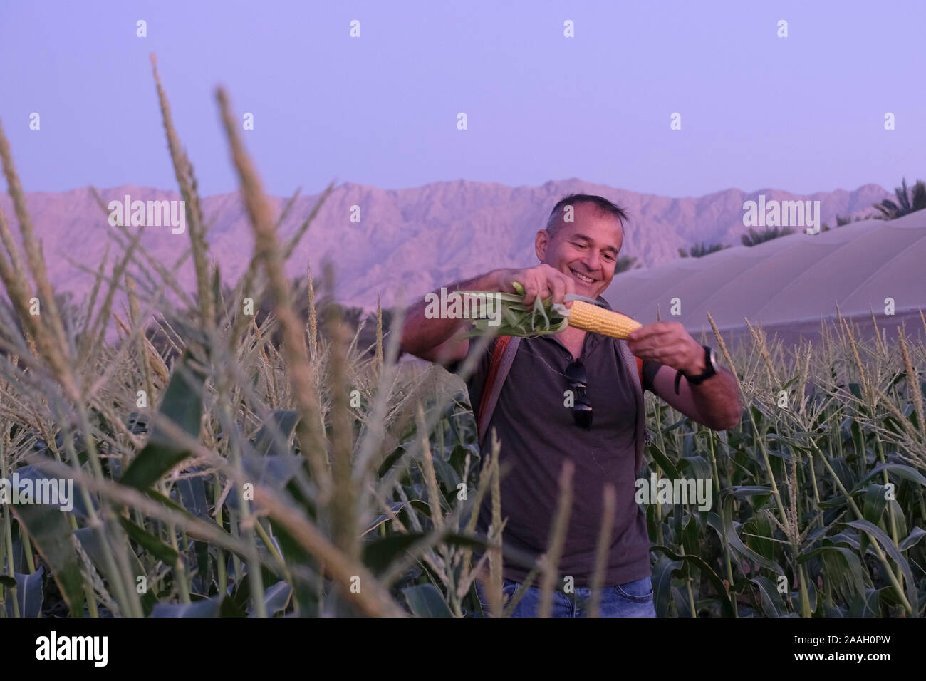 An Israeli man peeling a corn in a corn crop in the Arabah valley known ...