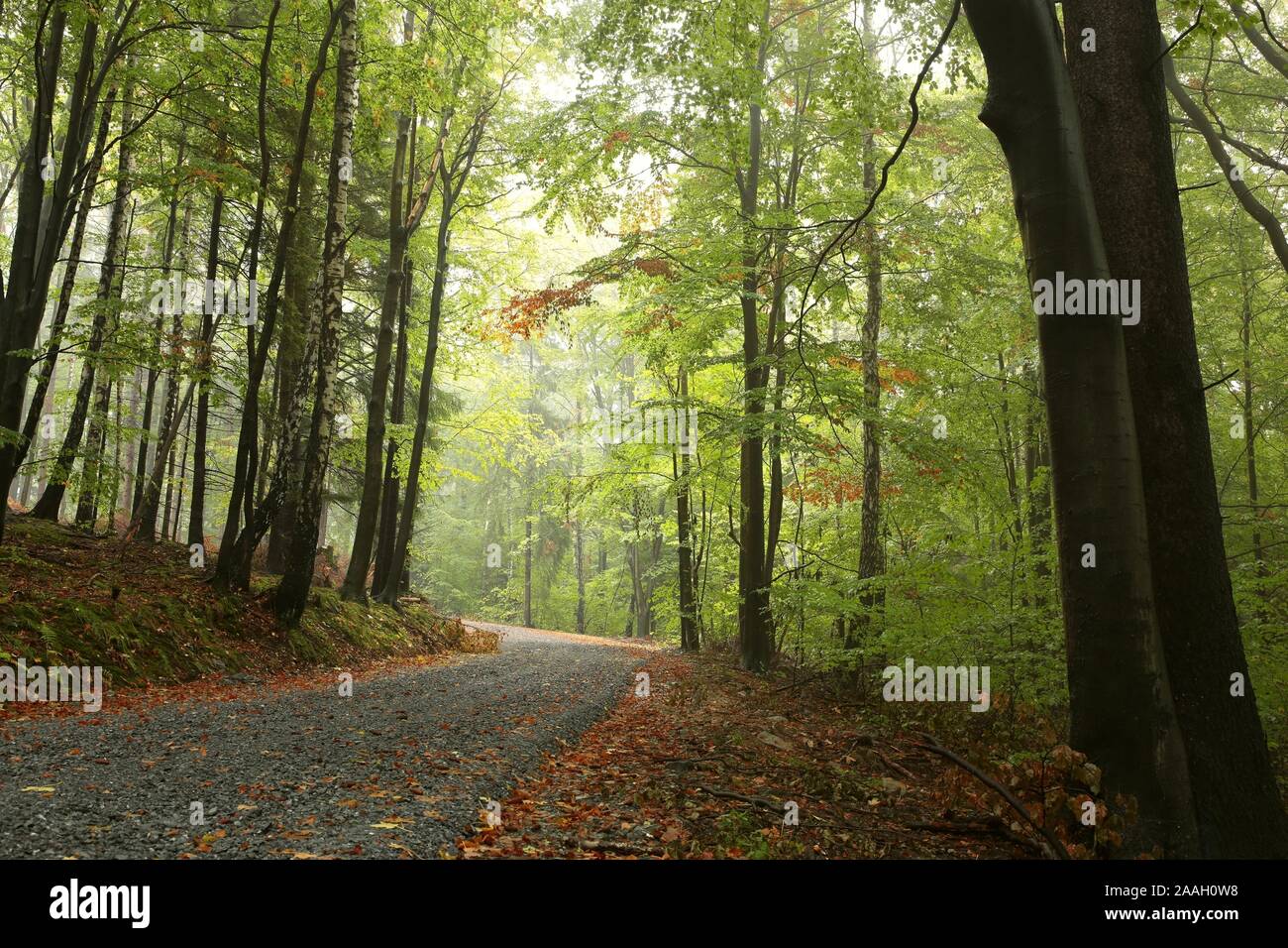 Forest path on a misty, rainy weather in early autumn Stock Photo - Alamy