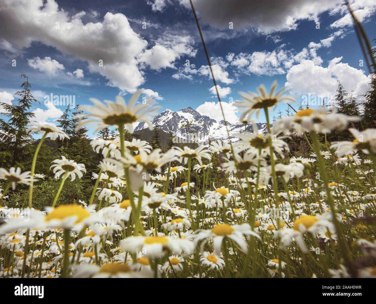 Alaska tundra summer sun hi-res stock photography and images - Alamy